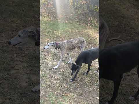 Prelude to a zoom meeting. Life with sight hounds.