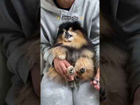 What To Expect When Getting A Pomeranian 🙃 #shorts #dog