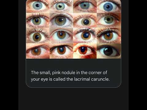 Tink nodule in the corner of your eye is called the lacrimal caruncle | GOOGLE FACT FACTORY