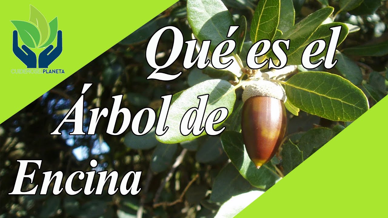The Holm Oak: Everything you need to know about this great tree
