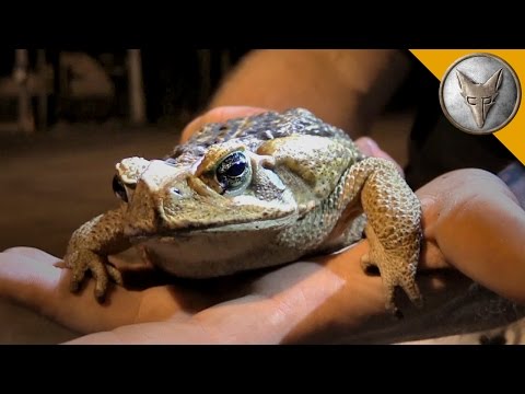 The Cane Toad Challenge! – Searching for Giant Toads | PoGo Portal