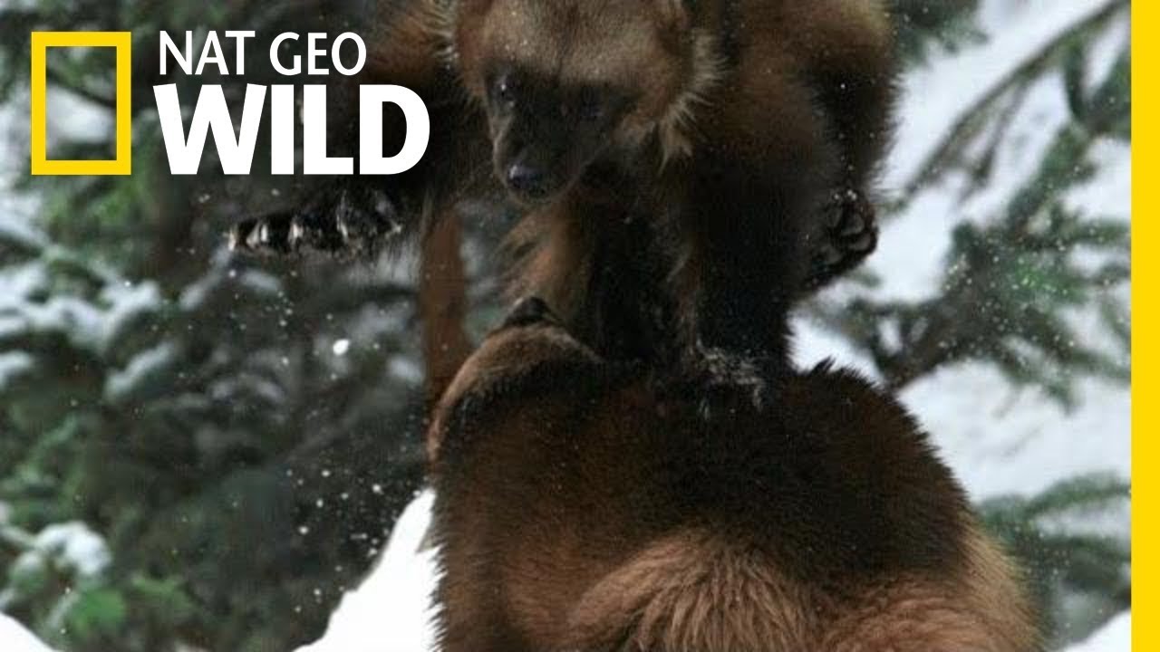 A Wolverine Showdown | Alaska's Deadliest