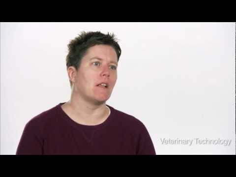 Veterinary Technology Career Opportunities for Broadview University Graduates