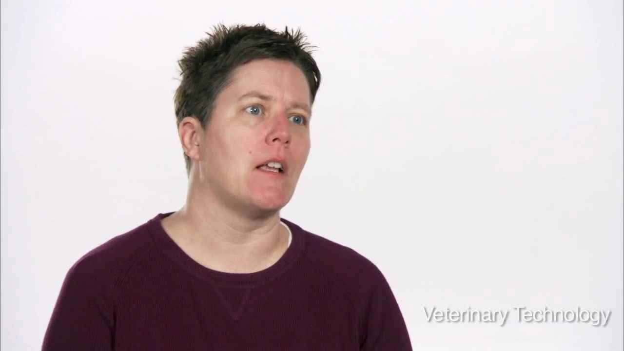 Veterinary Technology Career Opportunities for Broadview University Graduates