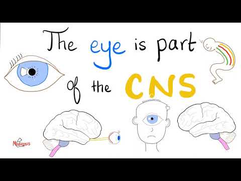 The Eye is part of the CNS - Optic Nerve (CN II) - Ophthalmology - Neuro Basics