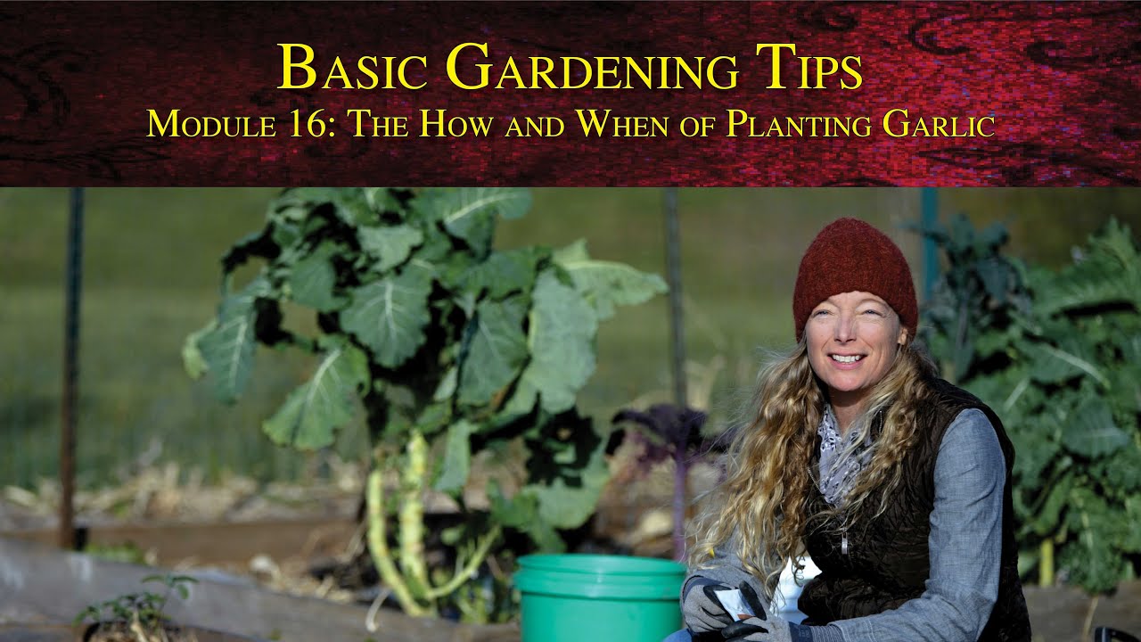 Module 16: The How and When of Planting Garlic • Basic Gardening Tips ...