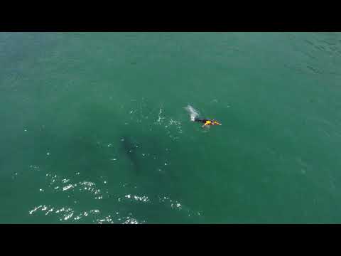 11 Close Encounters of the Shark Kind