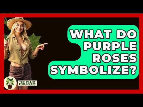 What Do Purple Roses Symbolize? - The Plant Enthusiast