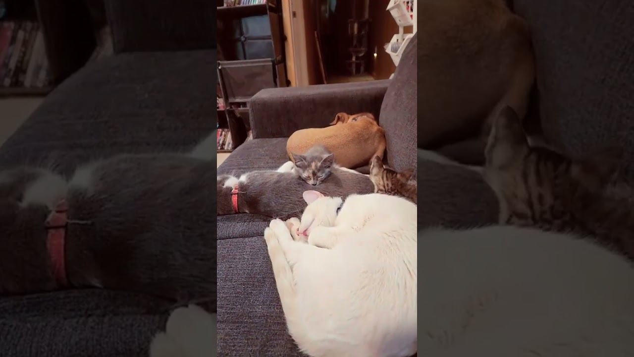 A pile of sleeping animals #cute #kittens #dogs #adorable #aww #sweet #animals #cuteanimals #cats