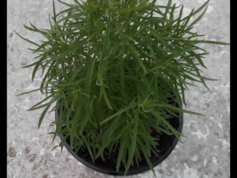 Kochia/Burning bush