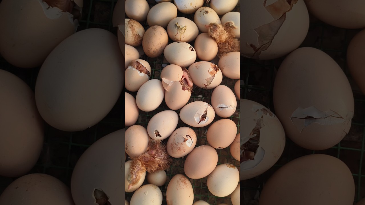 Baby Chick Hatching from Egg 🥚🥚🥚🐣🐥#shorts #trending #viral