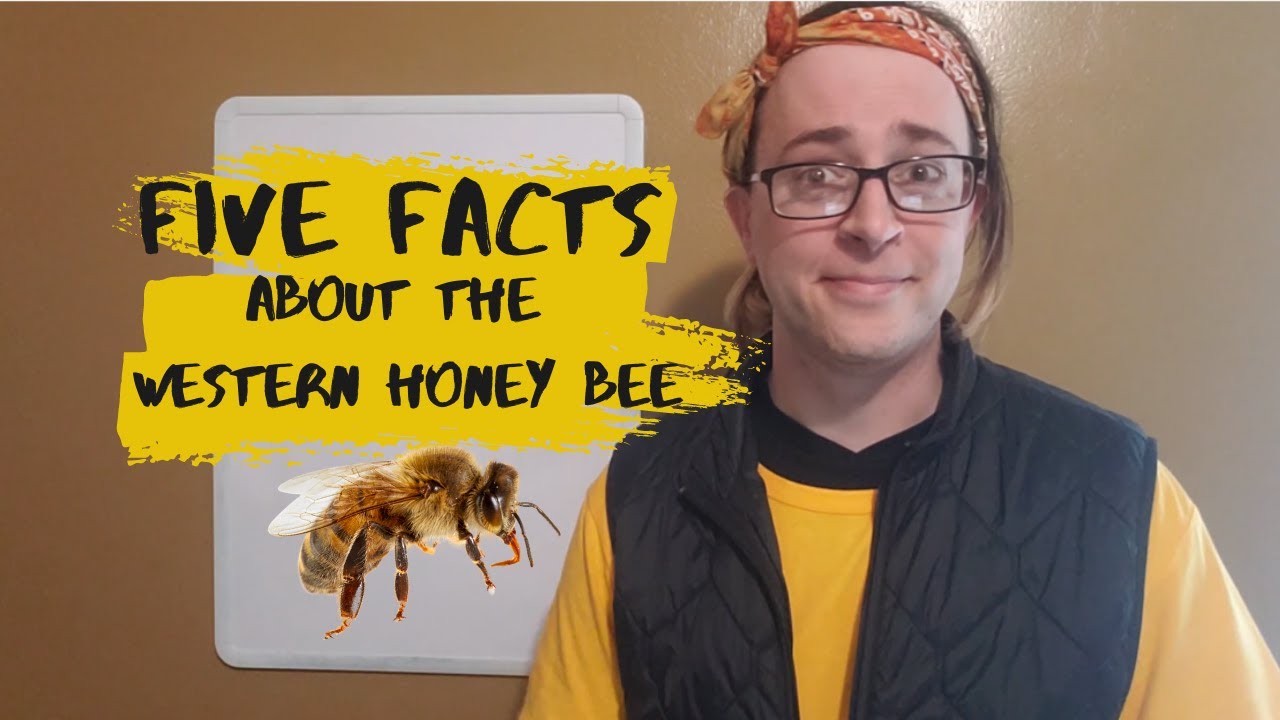 Five Facts about the Western Honey Bee