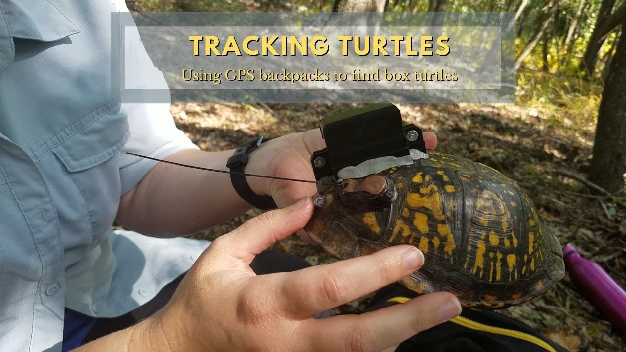 Video hub | Black Rock Forest