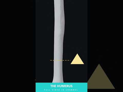 Humerus Anatomy | #humerus #anatomy