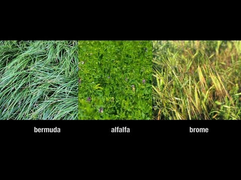 What is forage?
