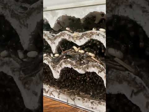 SKIP THIS VIDEO IF YOU DONT LIKE ANTS