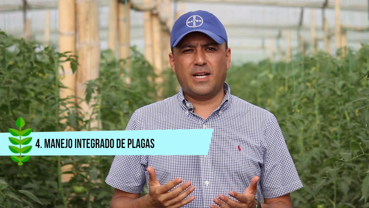 Las cinco claves de éxito en un cultivo de Tomate
