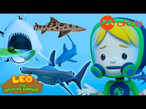 Help the Hammerhead Sharks? They are SCARY! 🦈 | Leo Compilation | @mediacorpokto