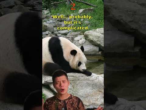 Are Giant Pandas Still Going Extinct? Giant Panda #shorts 13
