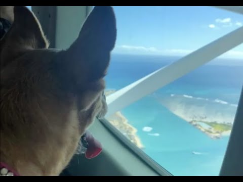 Pets Fly Free on Mokulele Airlines - Freesurf Magazine