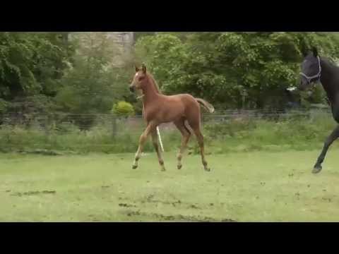 For sale: Johnson (Jazz) x Freestyle (Florestan) filly at 1.5 months old