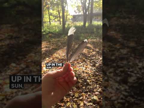 Let’s learn about five different bird feathers #shortsfeed #shortsvideo #shorts