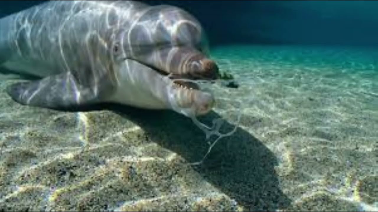 The crying Seas Video