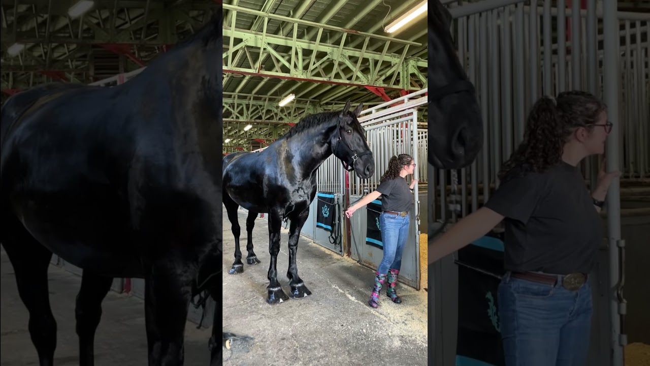 Magnificent black Percheron horse in the stable 🖤 #Percheron #DraftHorse #EquestrianBeauty #horse