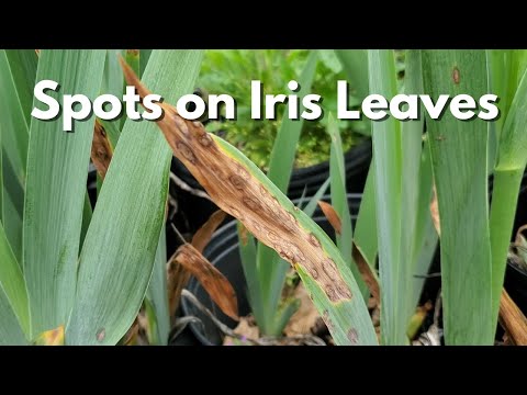 Bercak Daun pada Bunga Iris, Apa Itu? Apa yang Harus Dilakukan!