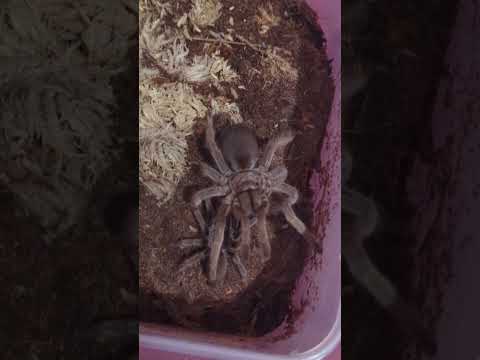 π·οΈπΈοΈ Spidey Love Story: Watch as our Tarantula couple nails their successful mating dance! ππ₯