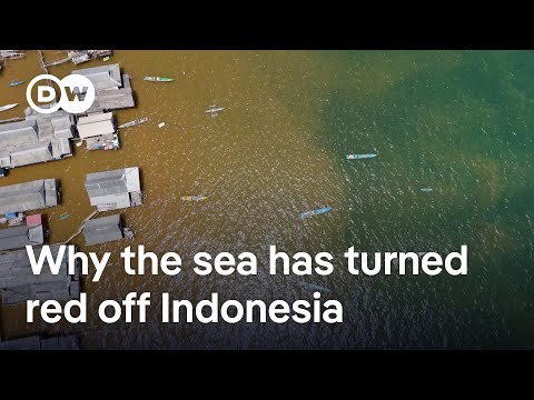Concern grows over illegal nickel mining in Indonesia | DW News