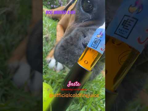 DOG WANTED A HIT😂. Strain: G33 🍨Grown by Eighty East & produced into 🛒’s by officialcoldfirejuice