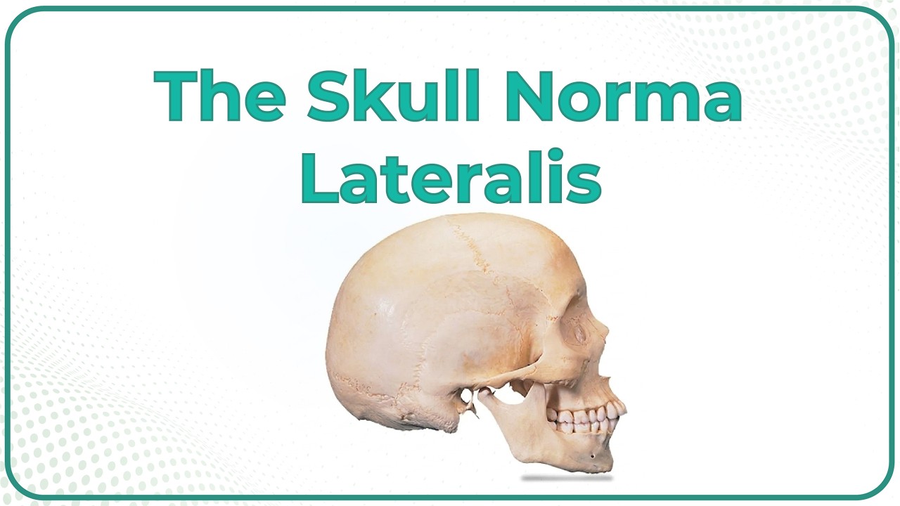 Anatomy of the Skull : Norma Lateralis
