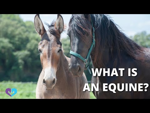 WHAT IS AN EQUINE? | 1 MINUTE HIPPOLOGY