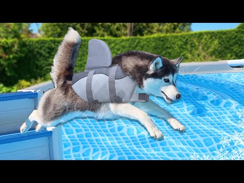 My Husky is a SHARK 💦 Husky Swimming Pool Party