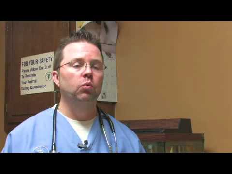 How to Treat Dog Colitis