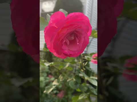 True Bliss Hybrid Tea Rose by True Bloom! Still blooming this fall zone 7A