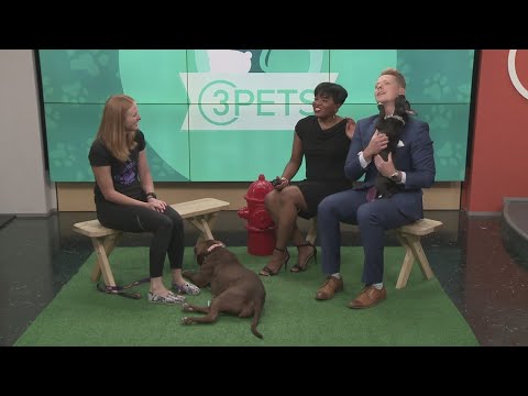 Adorable dogs up for adoption: Multiple Breed Rescue in Northeast Ohio