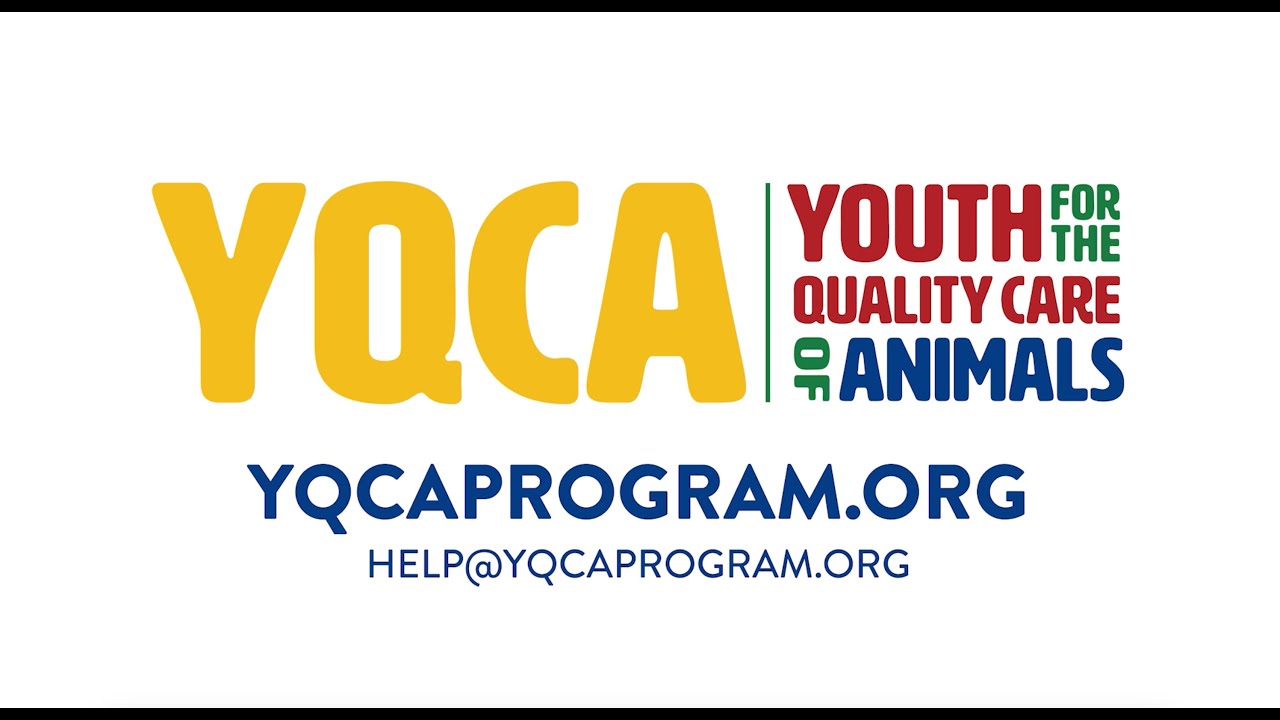 What is the YQCA program?