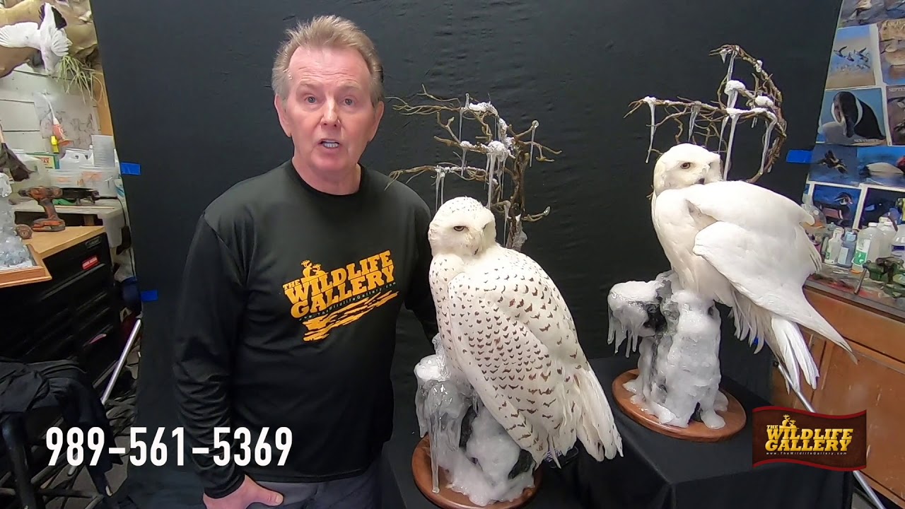 Recreation Snowy Owls