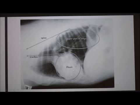 Canine Dilated Cardiomyopathy