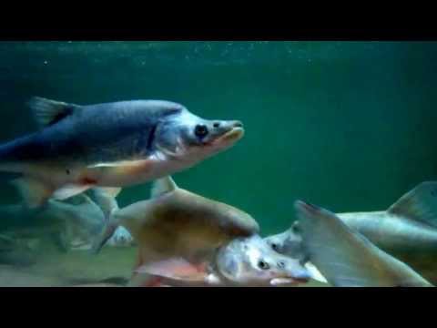 Humpback Chub in the Colorado | Gila Cypha