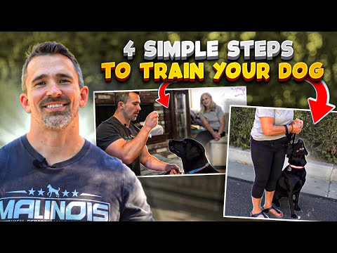 Revolutionary Training Method for Dogs: See Results in Just 4 Steps!