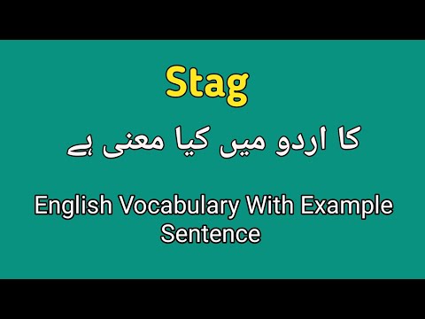 Stag meaning in English to Urdu with example sentence