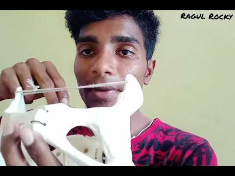 Female pelvis in tamil