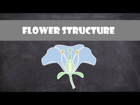 Flower Structure | Plant Biology