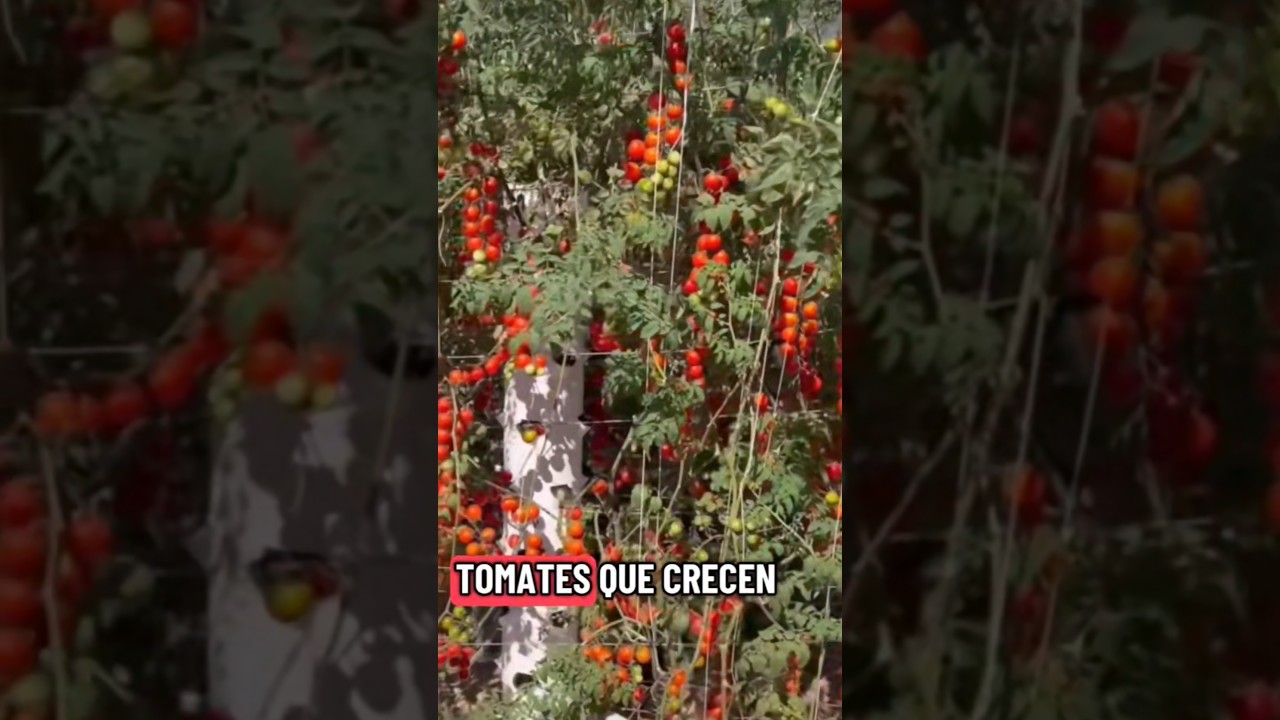 Tomatoes that grow three times faster. Discover it here. #creativehydroponics #hydroponics #garden