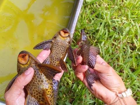 Teeny,small,medium Ultra Rare Plecos Gone Wild!