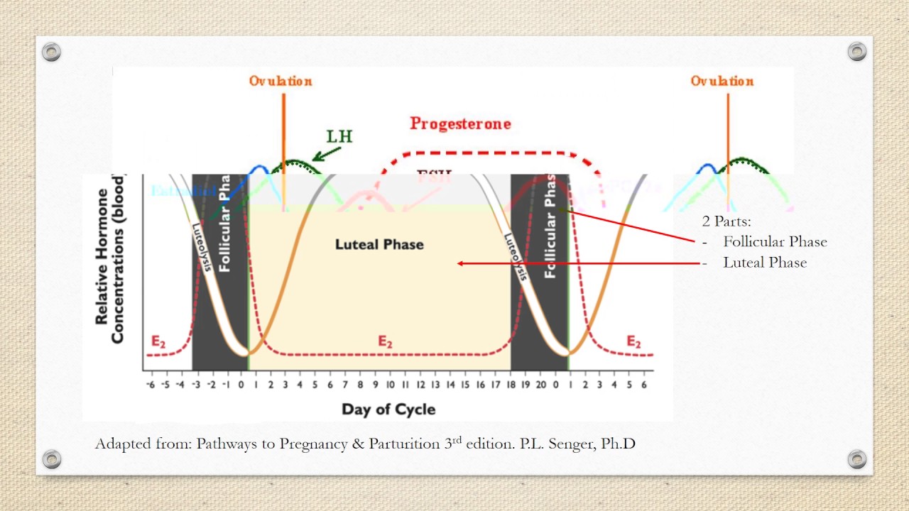 Estrous Cycle of Cattle