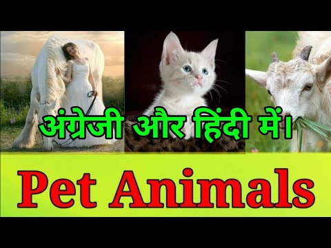 Pet Animals || Domestic Animals || Learn pets meaning in hindi and english.